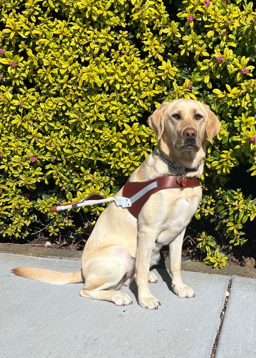 Blind Low Vision NZ - March and April 2022 Guide Dog Graduates