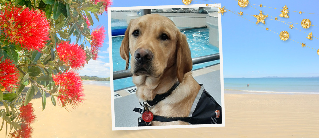 Blind Low Vision NZ - Your support helps Marley with vital training.