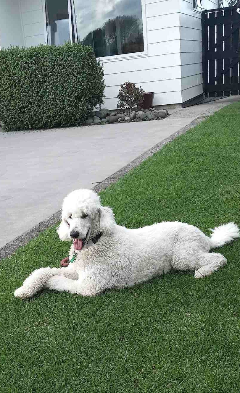 Blind Low Vision NZ - Puppy news made paws-sible by your support!
