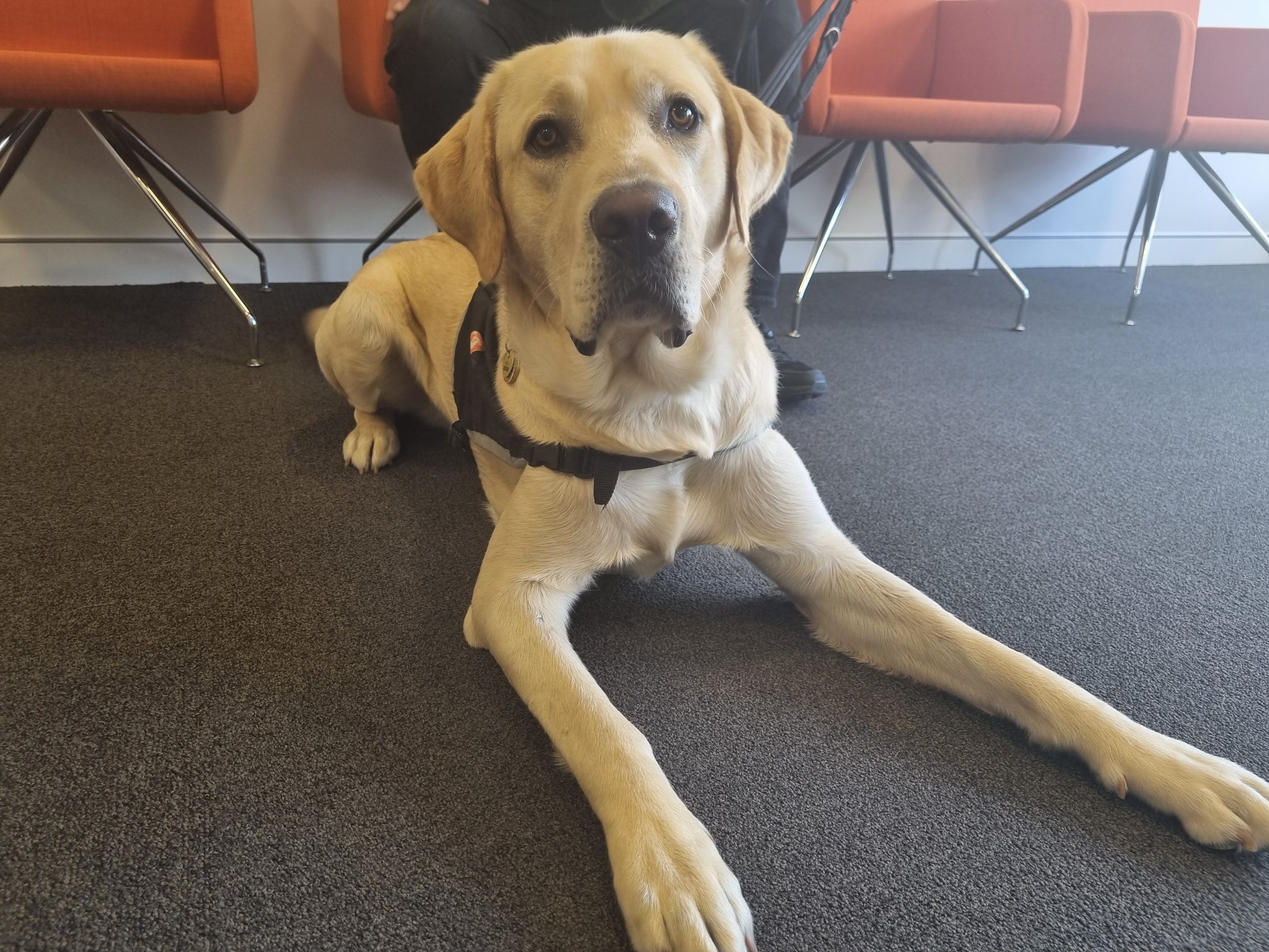 Blind Low Vision NZ - Your sup-pawt has taken Gino so far!